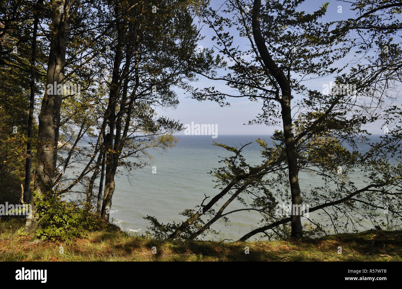 high bank of the baltic sea with trees Stock Photo - Alamy