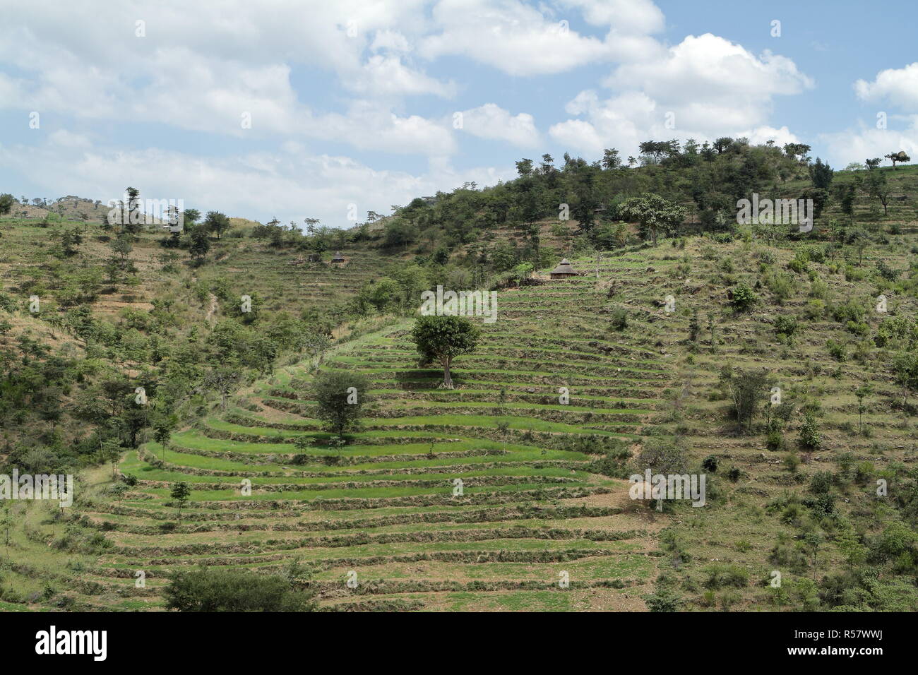 fields and meadows in ethiopia Stock Photo - Alamy