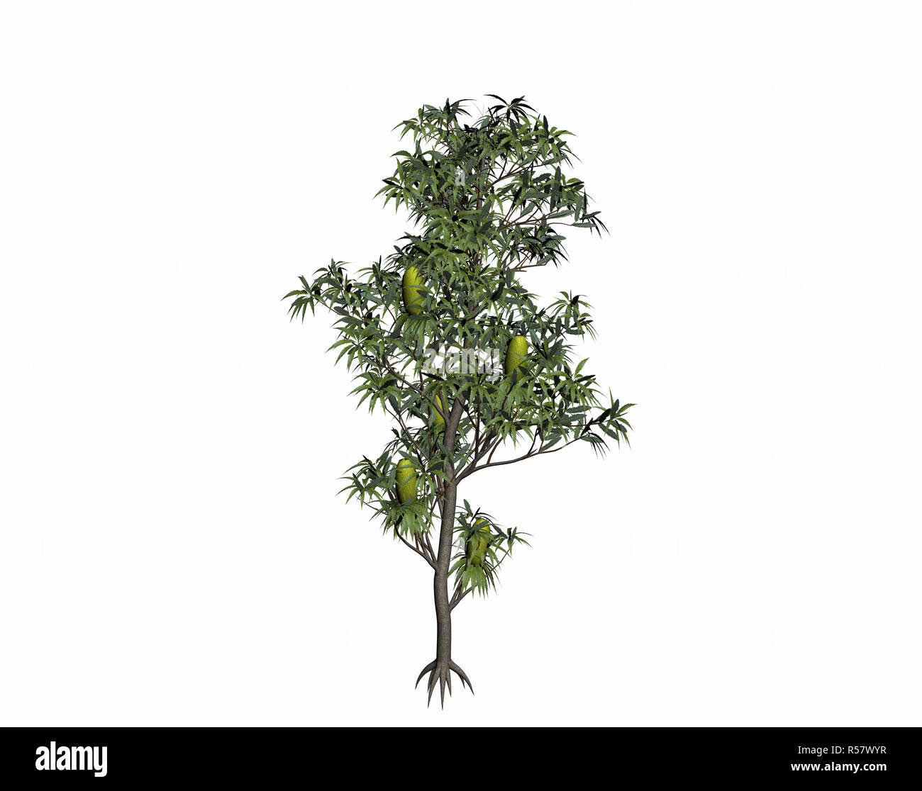 banksia silver tree isolated Stock Photo - Alamy