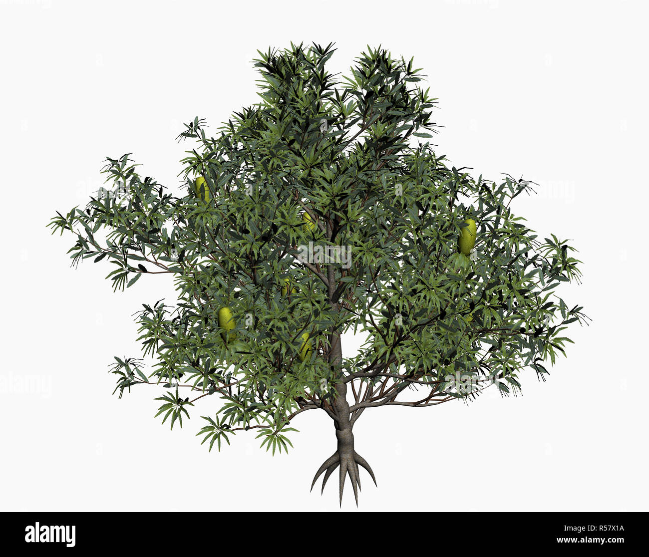 banksia silver tree isolated Stock Photo - Alamy