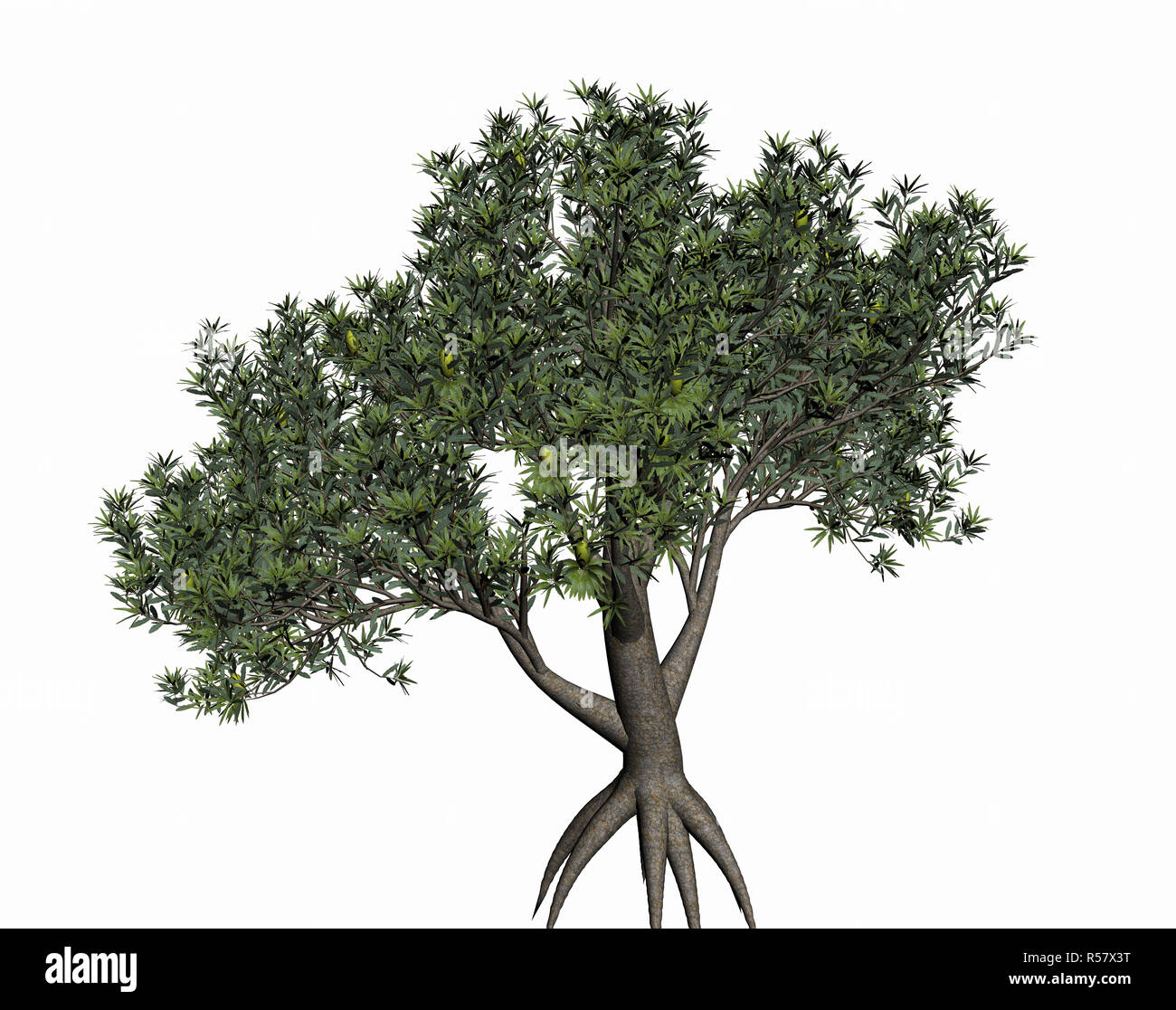 Silver Banksia High Resolution Stock Photography and Images - Alamy