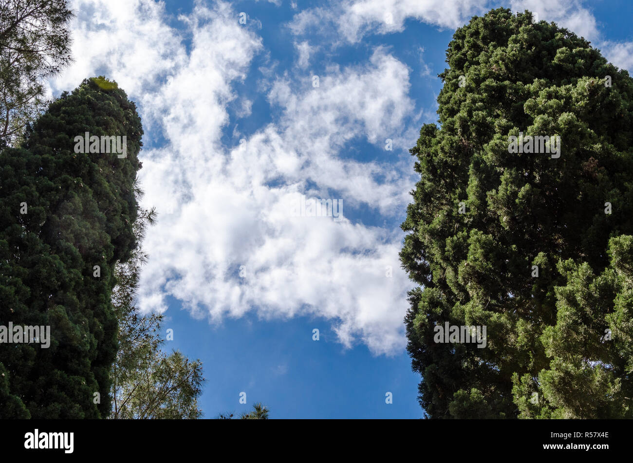 The two pines Stock Photo - Alamy