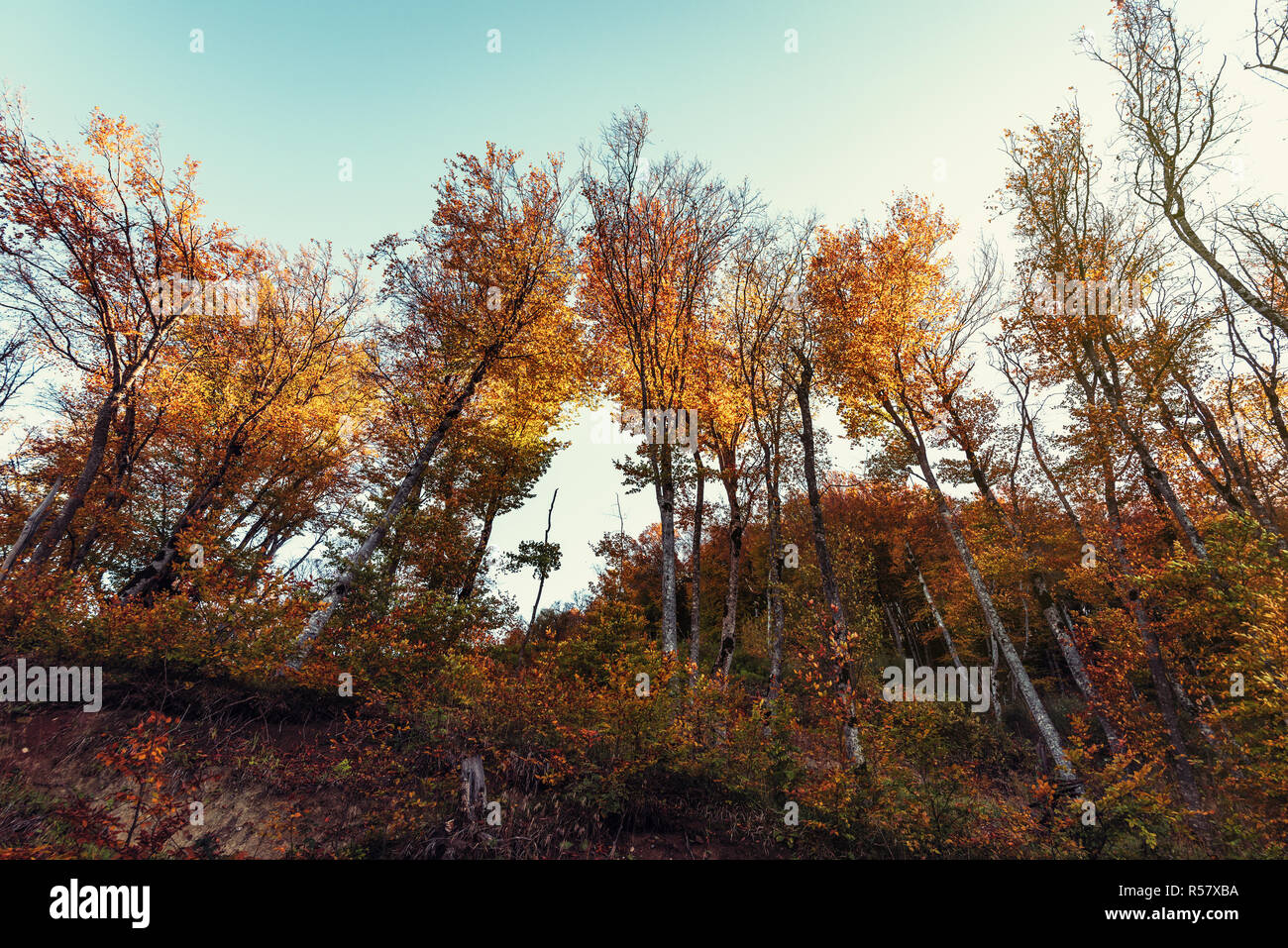 Colorful autumn trees Stock Photo - Alamy