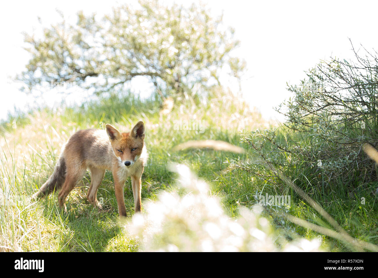 Red fox, standing and looking in camera Stock Photo - Alamy