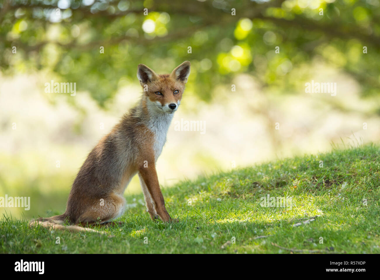 Red fox, sitting Stock Photo - Alamy