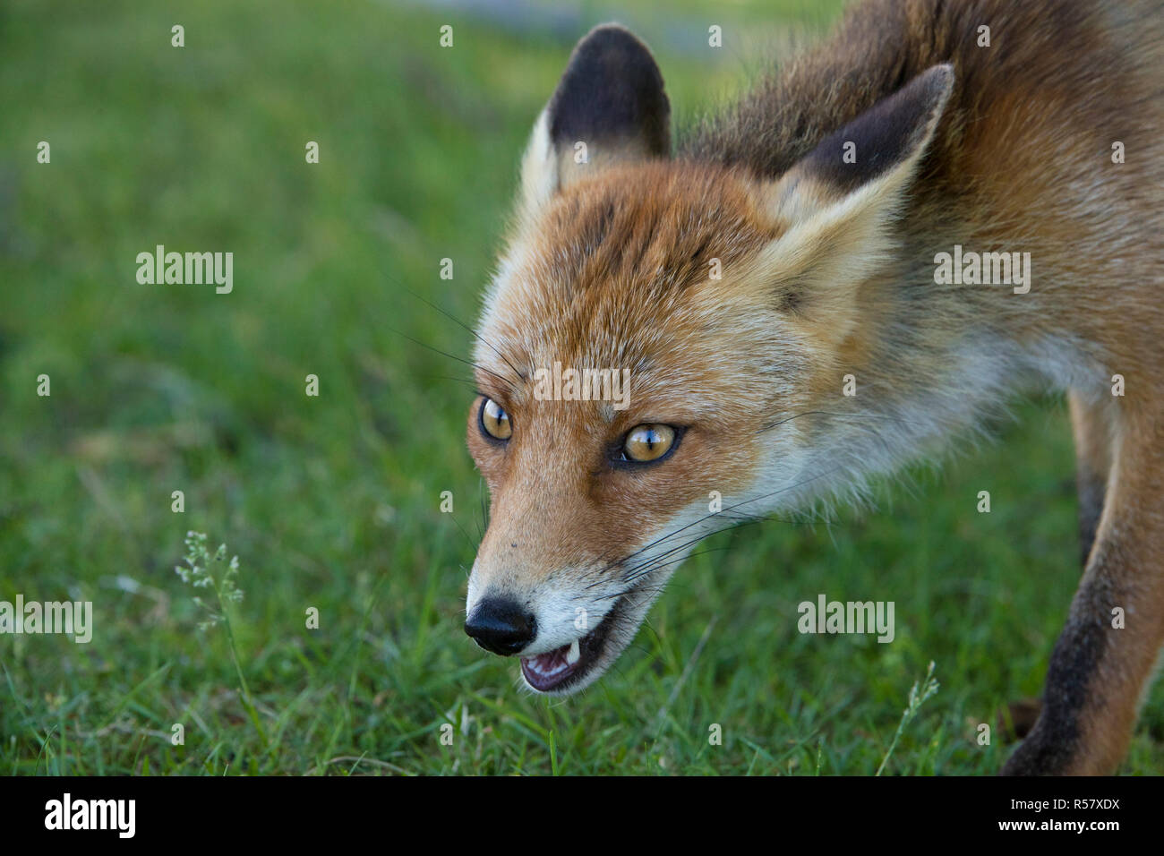 Red fox, close-up head Stock Photo - Alamy