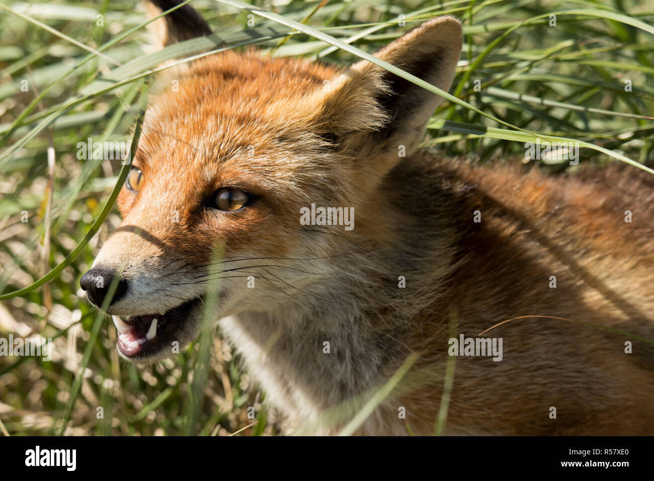 Red fox, close-up head Stock Photo - Alamy