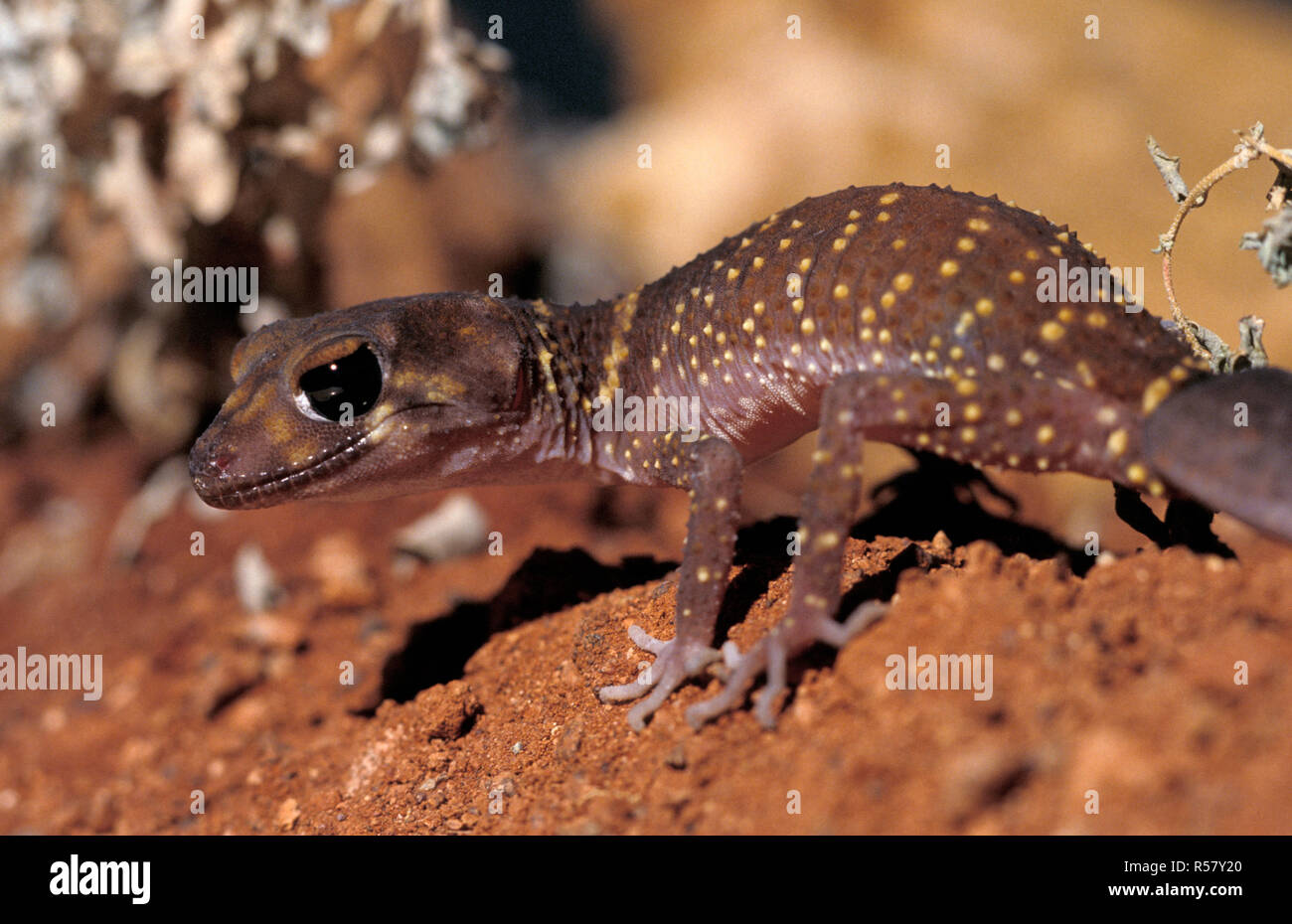 Underwoodisaurus milii seen here is a species of gecko in the family ...