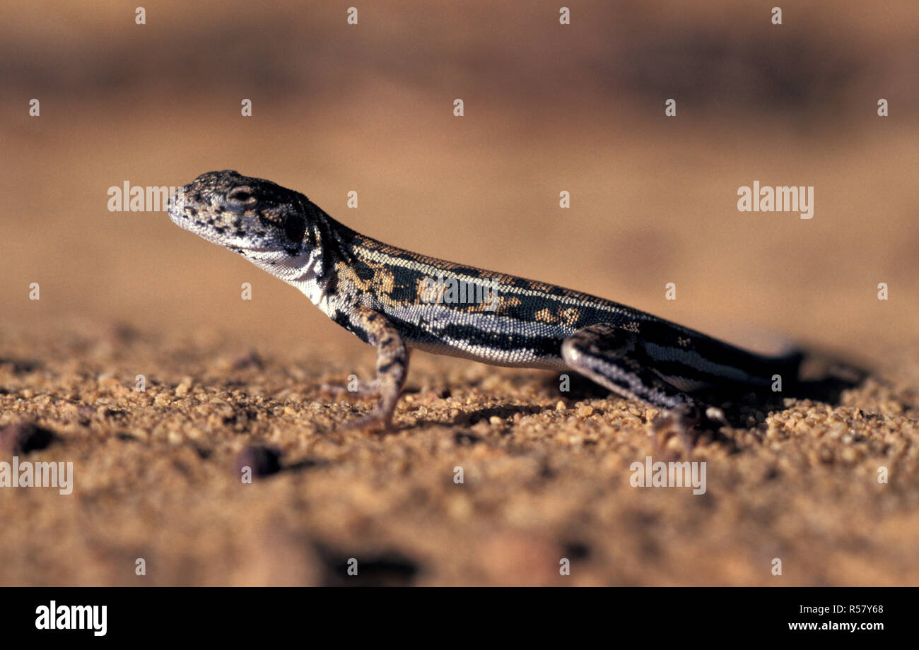 Spotted sand dragons hi-res stock photography and images - Alamy
