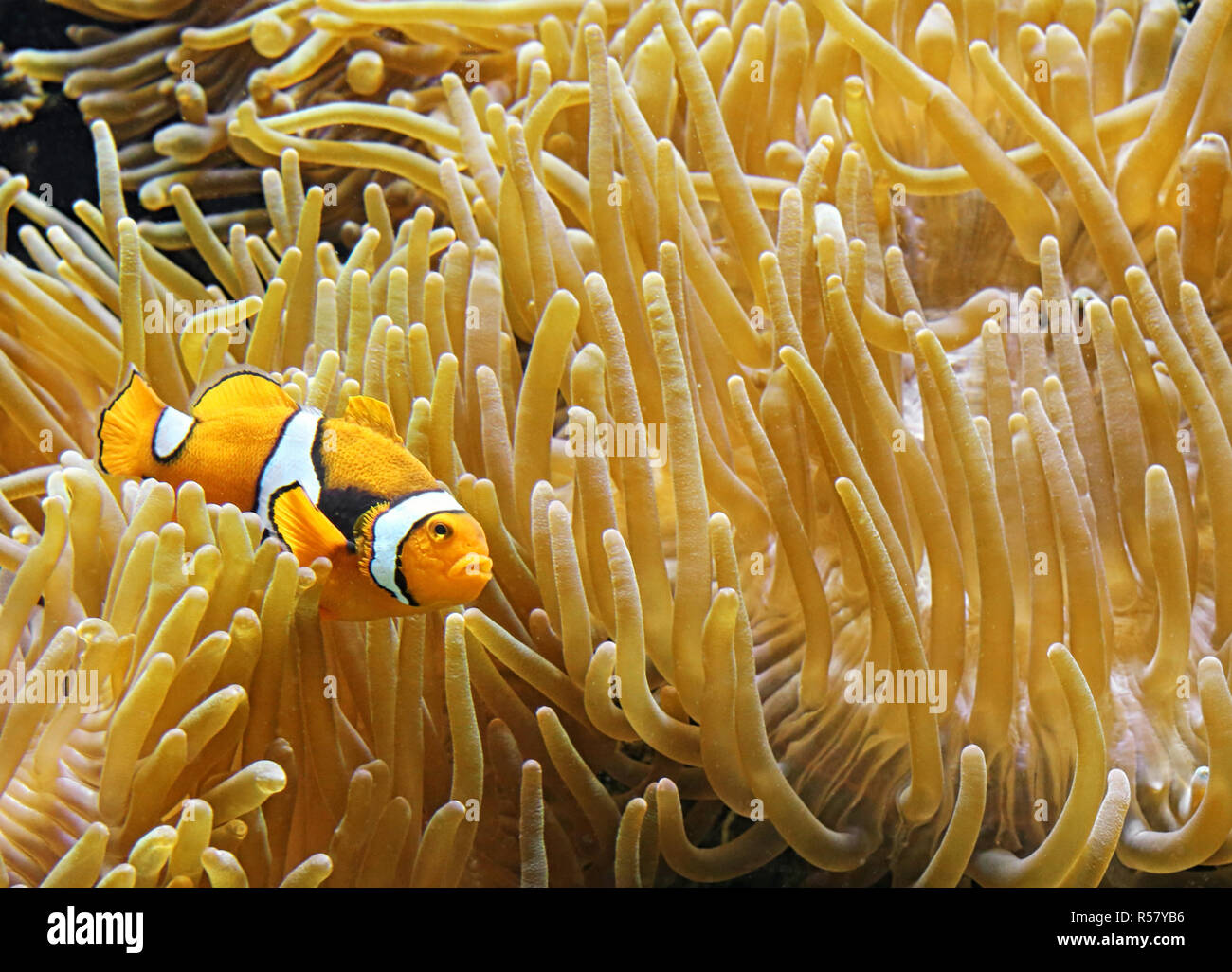real clownfish amphiprion percula Stock Photo - Alamy