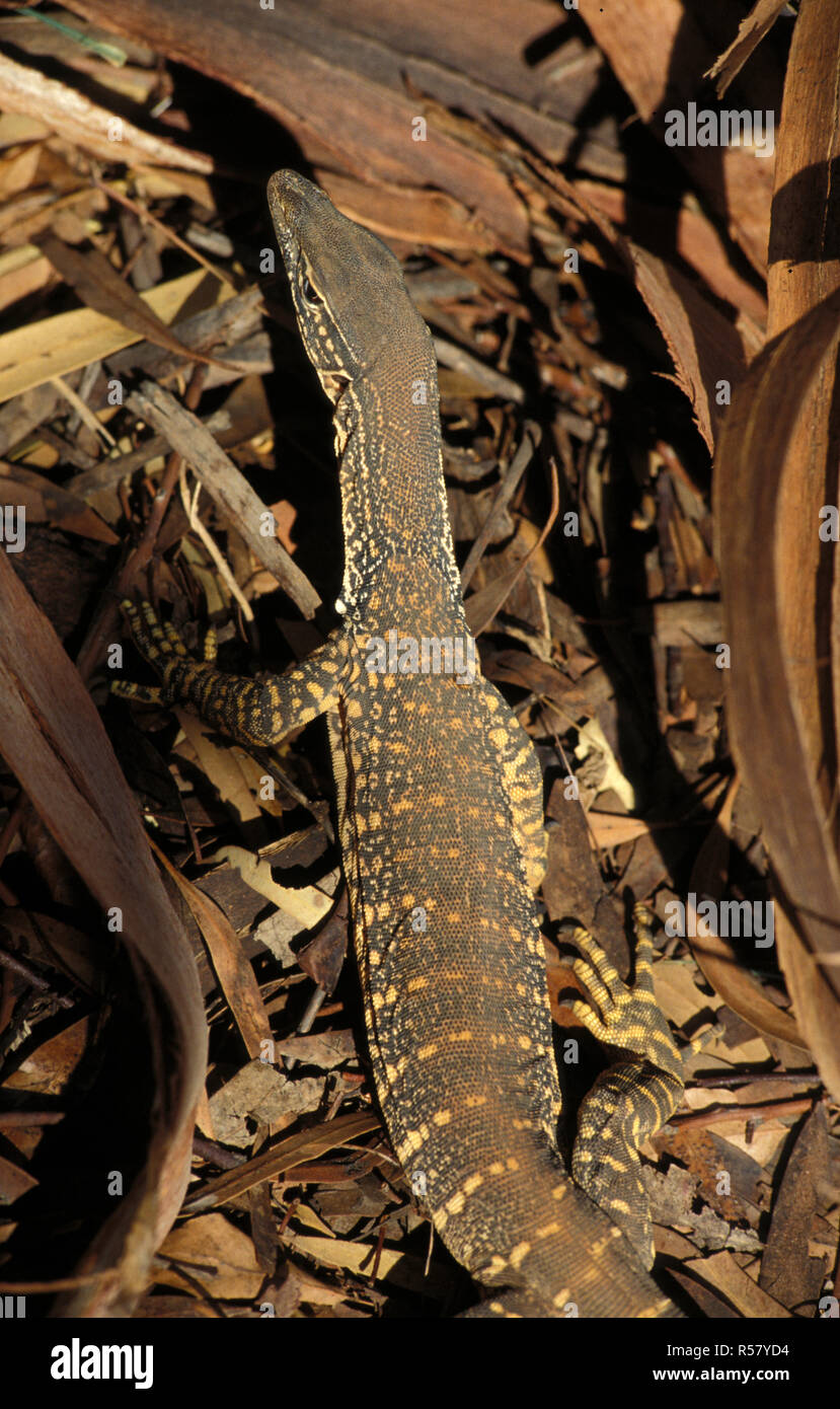 SAND MONITOR (VARANUS GOULDII) GOLDFIELDS, WESTERN AUSTRALIA Stock ...