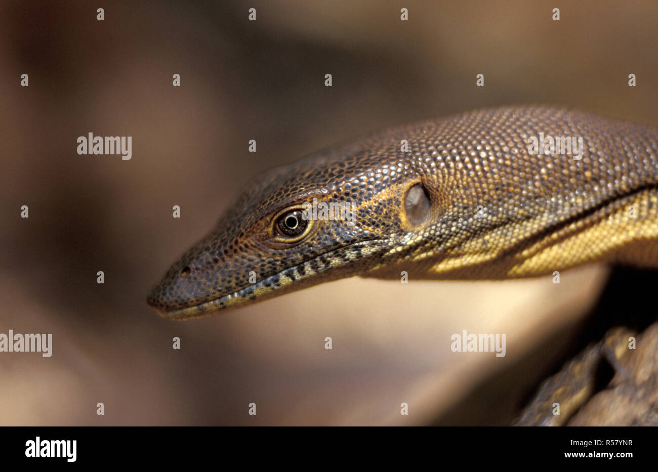 HEAD OF A MERTEN'S WATER GOANNA (VARANUS MERTENSI) GALVANS GORGE ...
