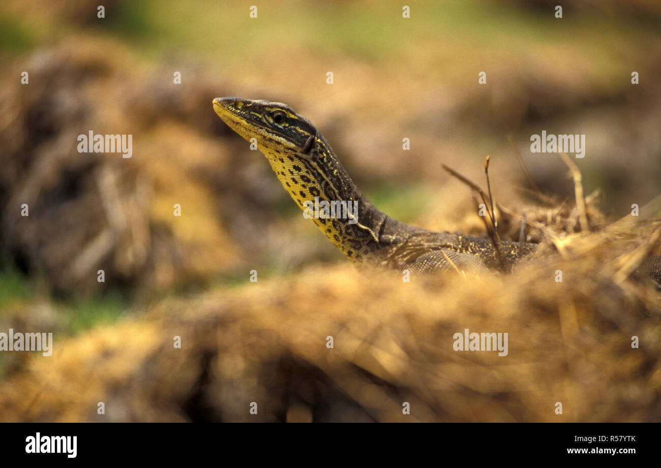 YELLOW SPOTTED MONITOR (VARANUS PANOPTES) KAKADU NATIONAL PARK ...