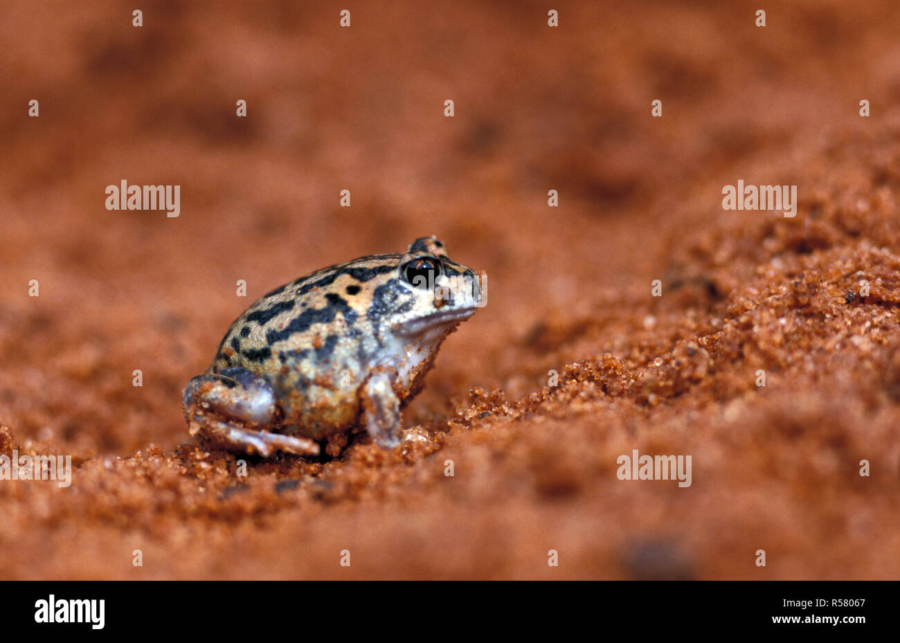 THE HUMMING FROG (NEOBRATRACHUS PELOBATOIDES) GOLDFIELDS, ENDEMIC TO ...