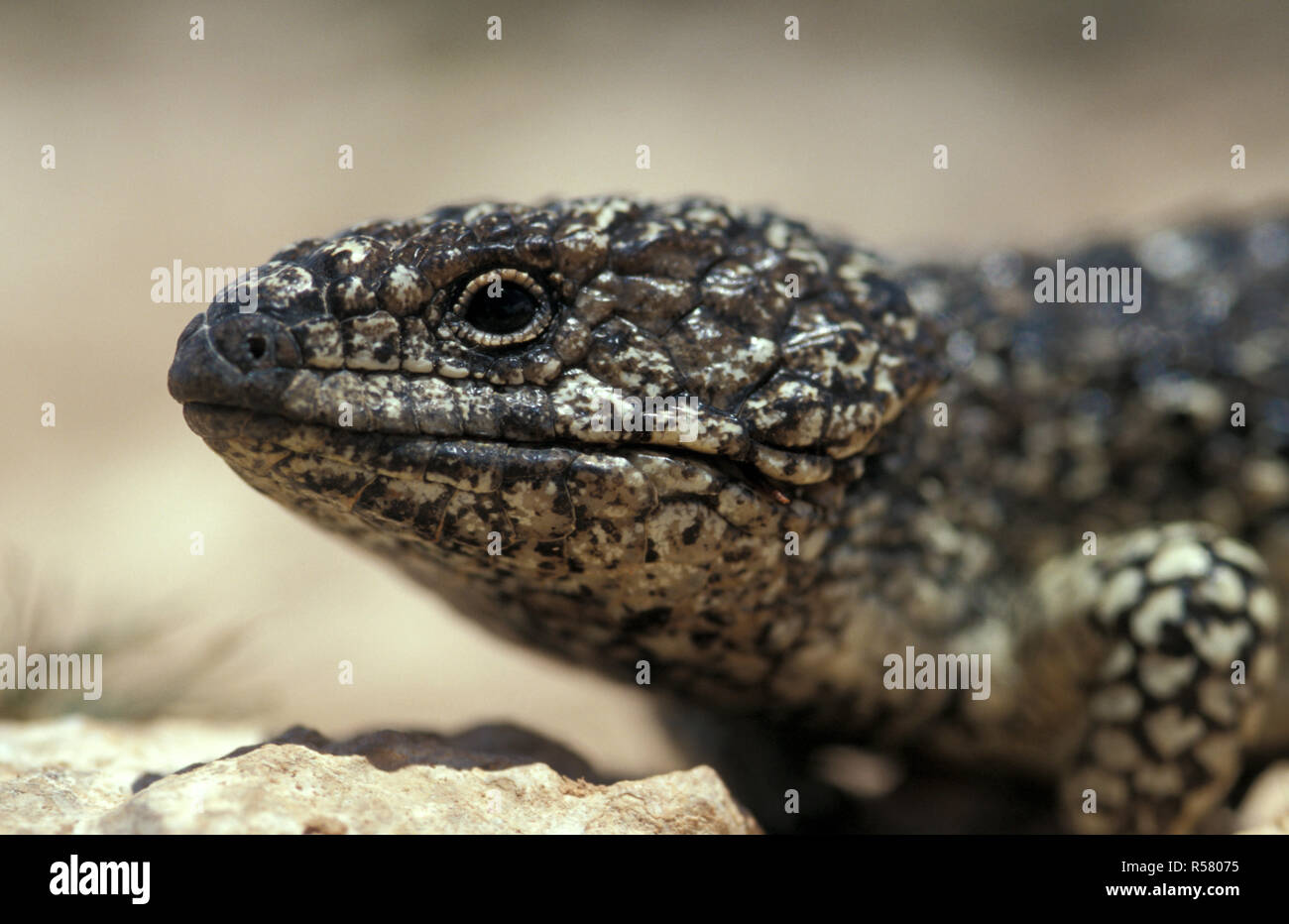 SLEEPY OR SHINGLEBACK SKINK (TRACHYDOSAURUS RUGOSUS) GOLDFIELDS ...