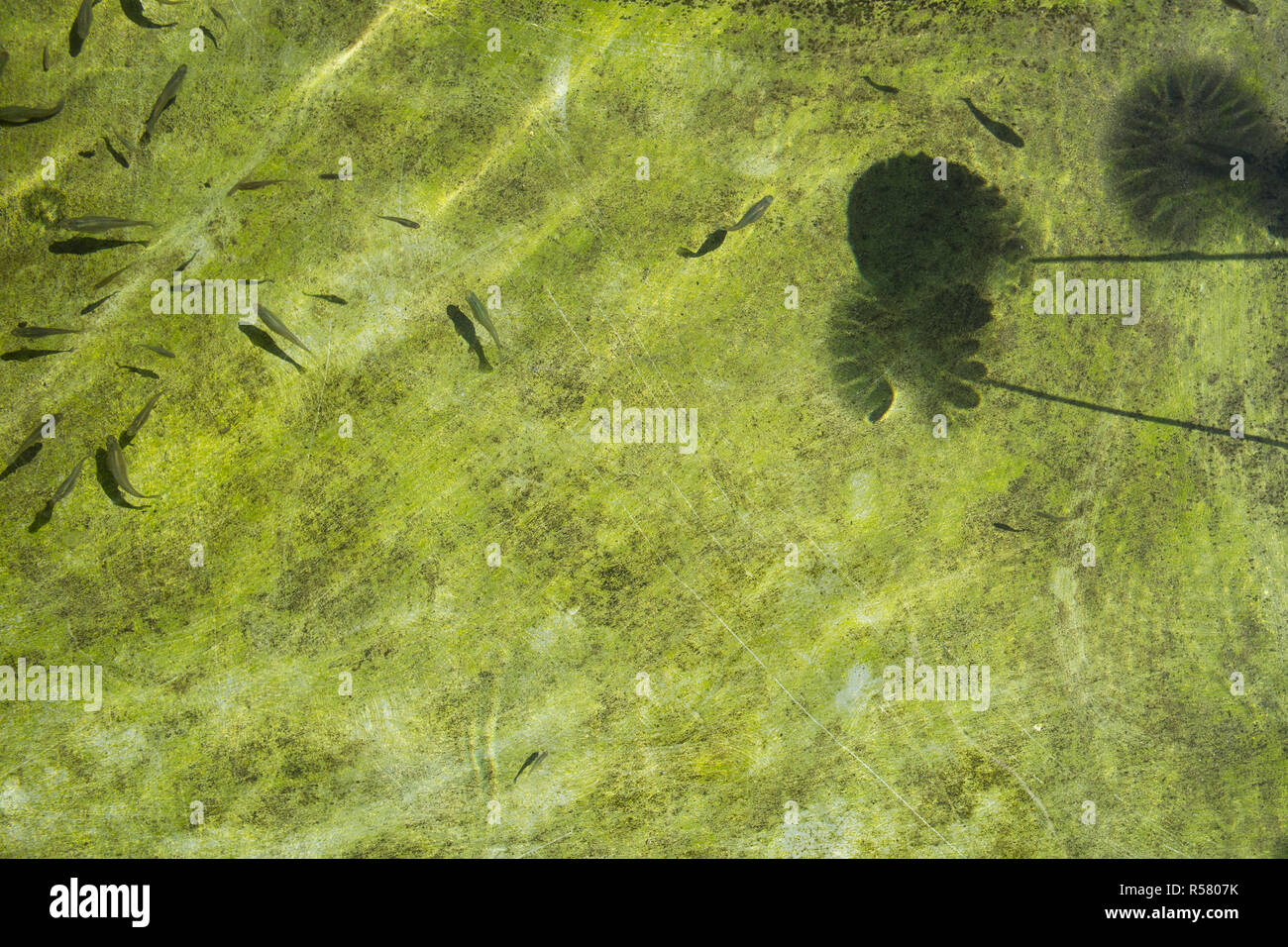 Domestic fish pond hi-res stock photography and images - Alamy