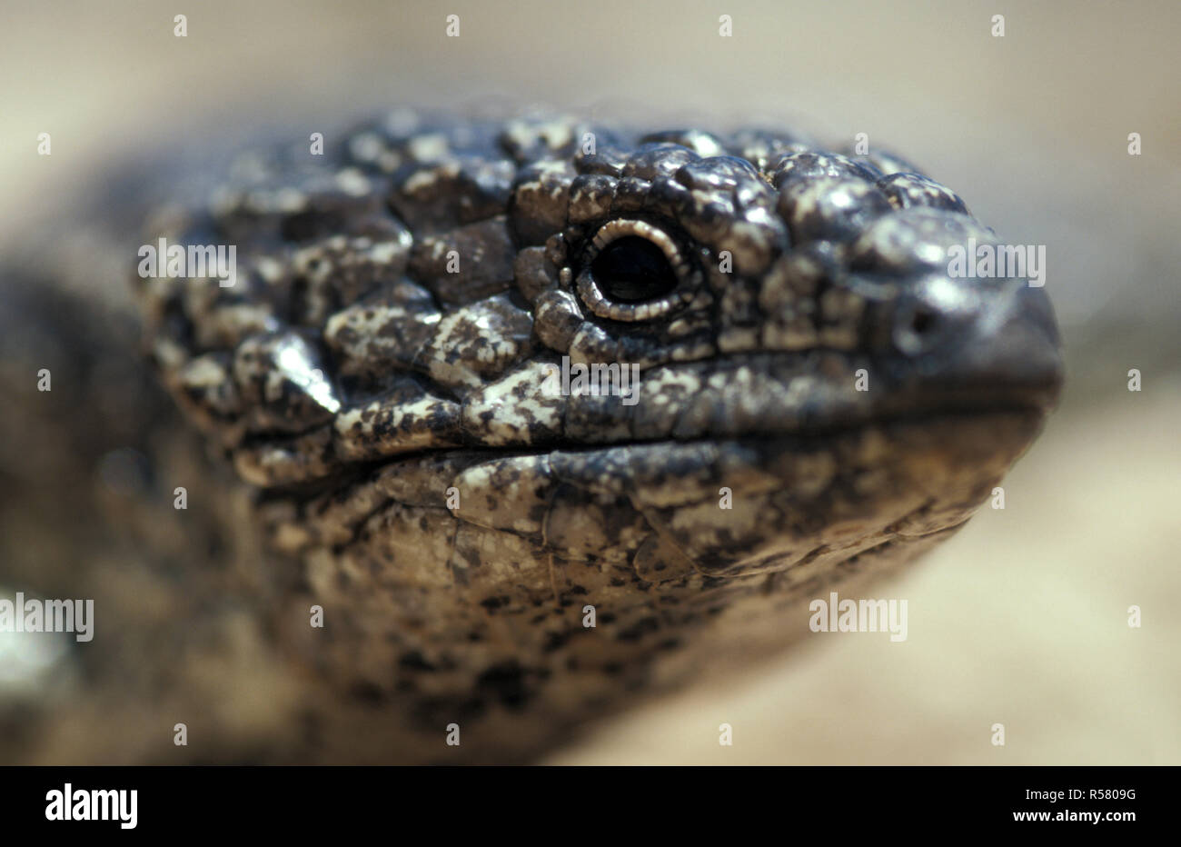 SLEEPY OR SHINGLEBACK SKINK (TRACHYDOSAURUS RUGOSUS) GOLDFIELDS ...