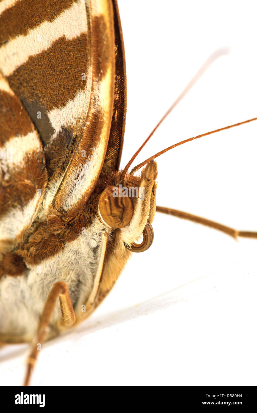 Extreme magnification butterfly wing hi-res stock photography and ...