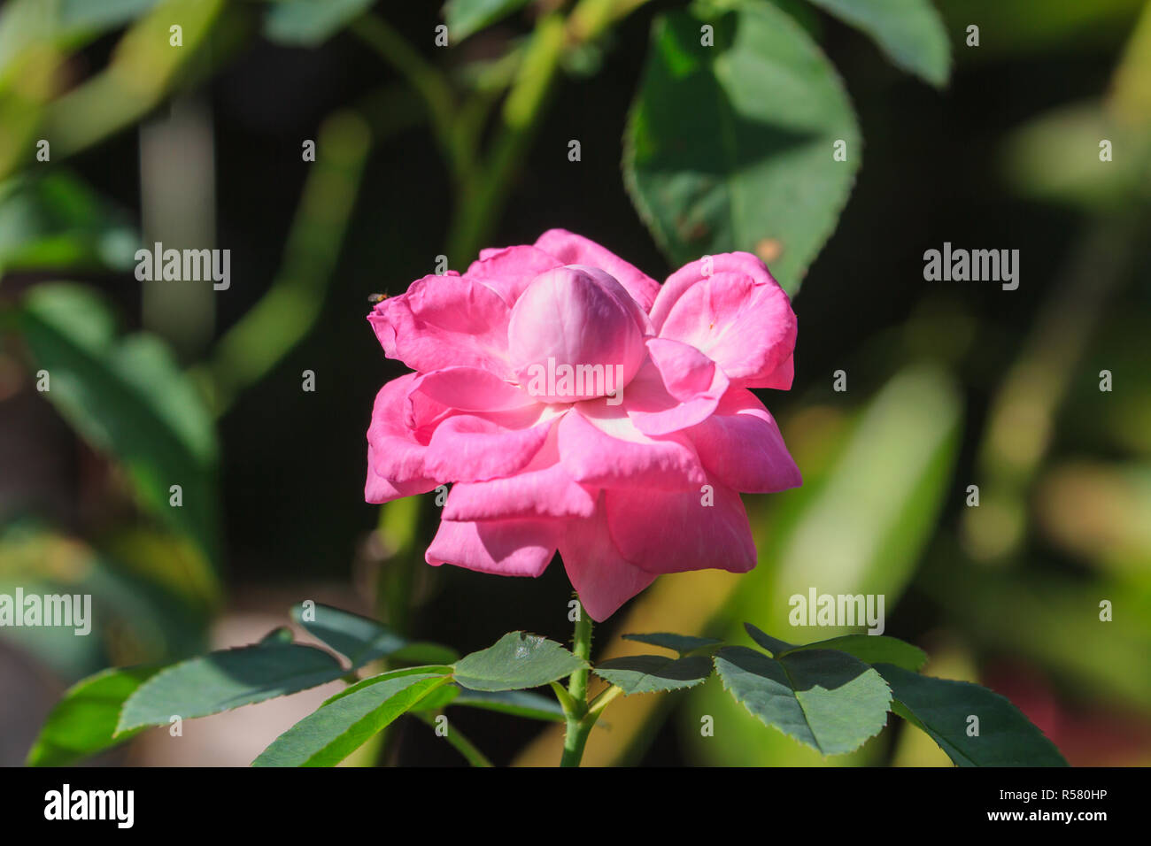 flowering roses in the garden Stock Photo - Alamy