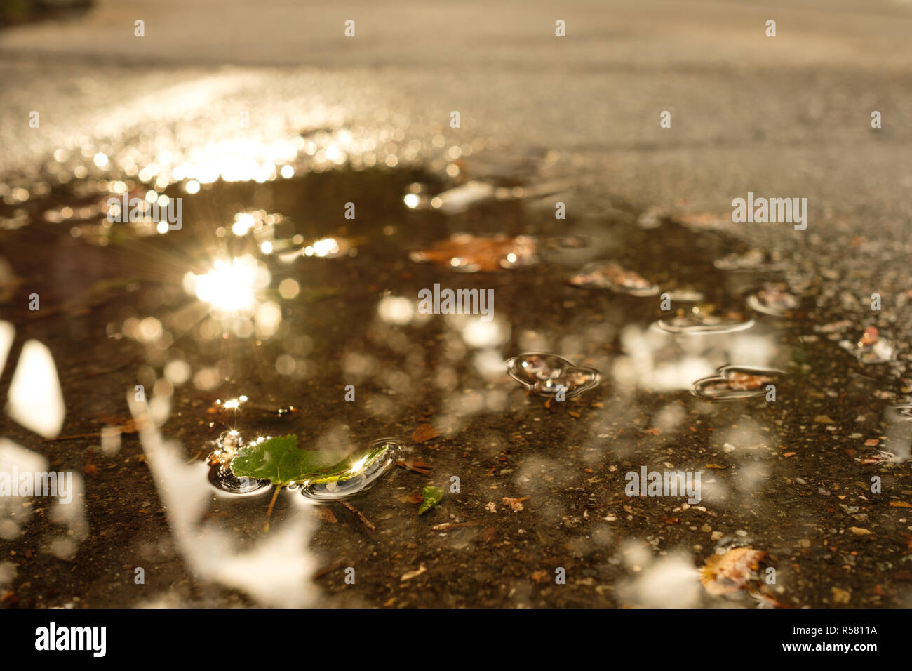 leaf in a puddle after a rain in the sunlight Stock Photo - Alamy