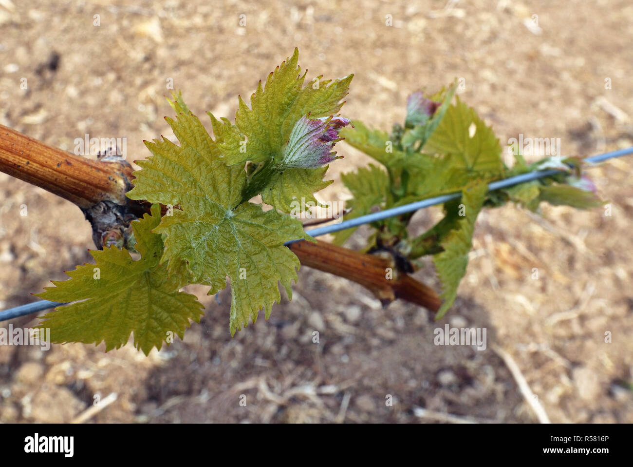 grapevine in spring Stock Photo - Alamy
