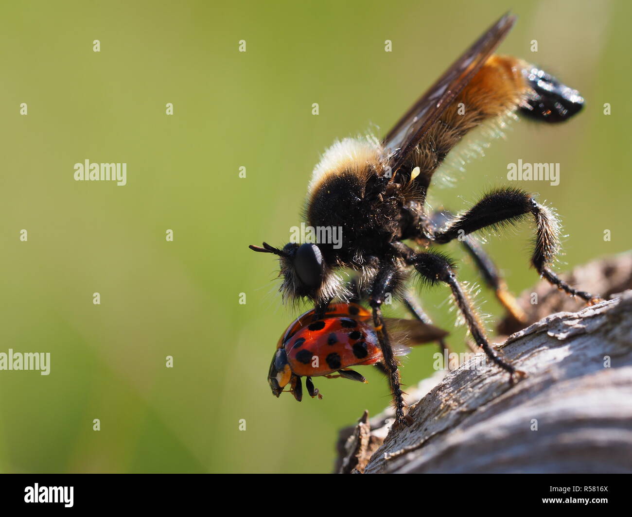 yellow murder fly Stock Photo - Alamy