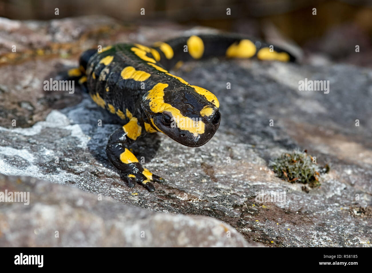 fire salamander on a stone Stock Photo - Alamy