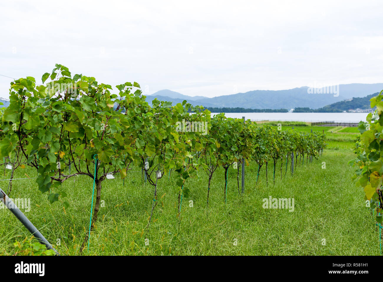Grape farm garden Stock Photo - Alamy