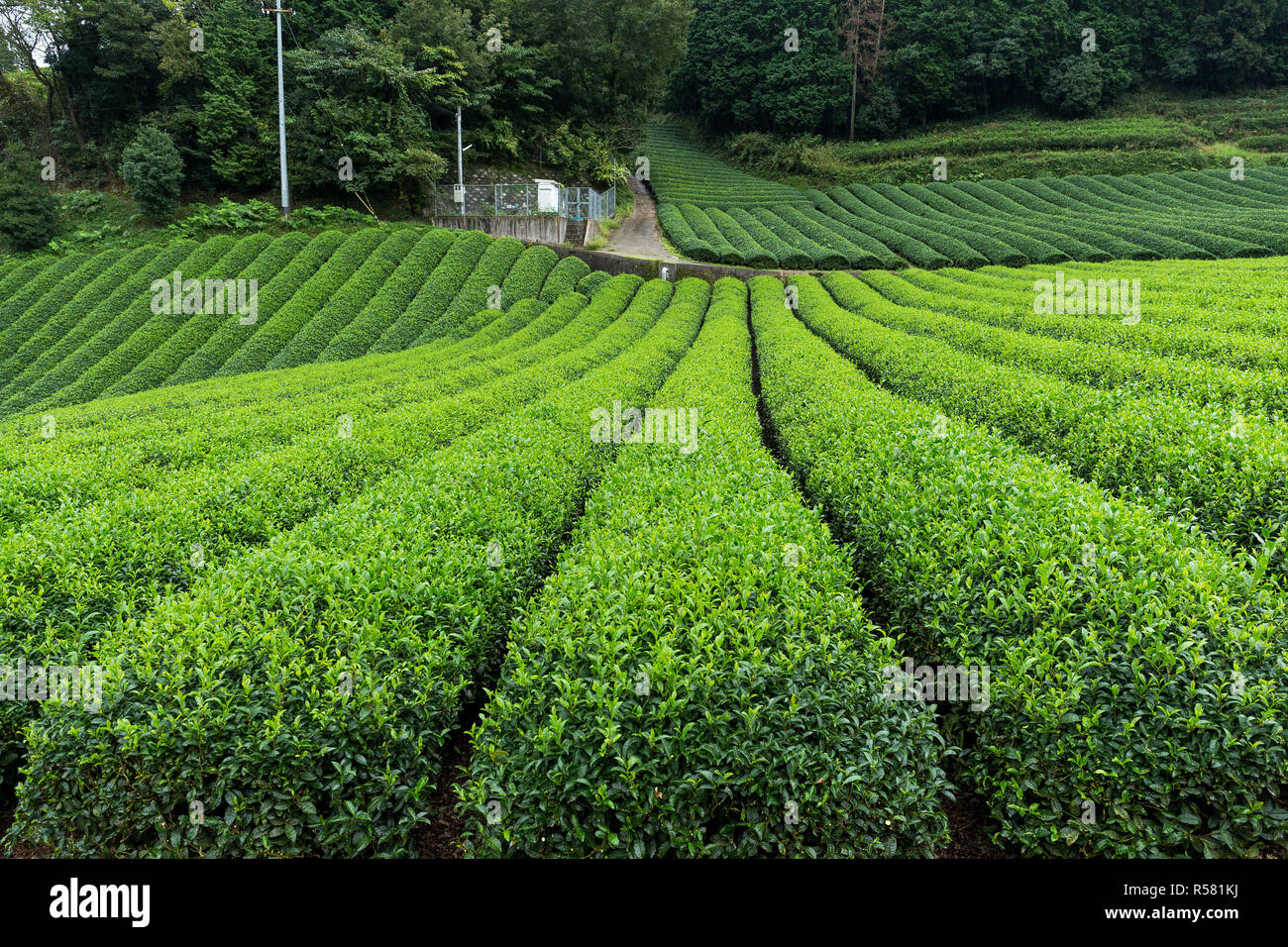 Fresh Tea field Stock Photo - Alamy