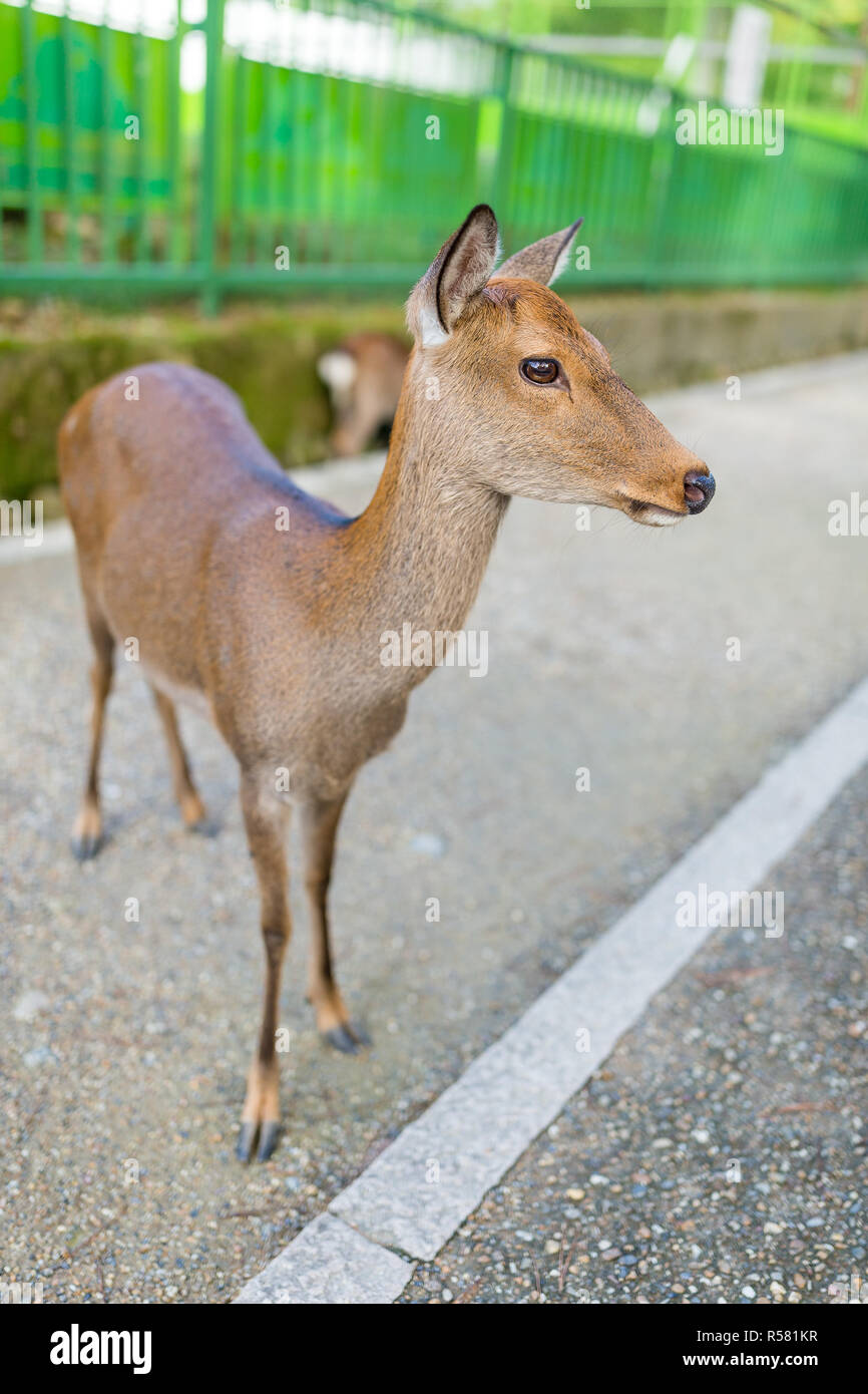 Face front profile of fawn hi-res stock photography and images - Alamy