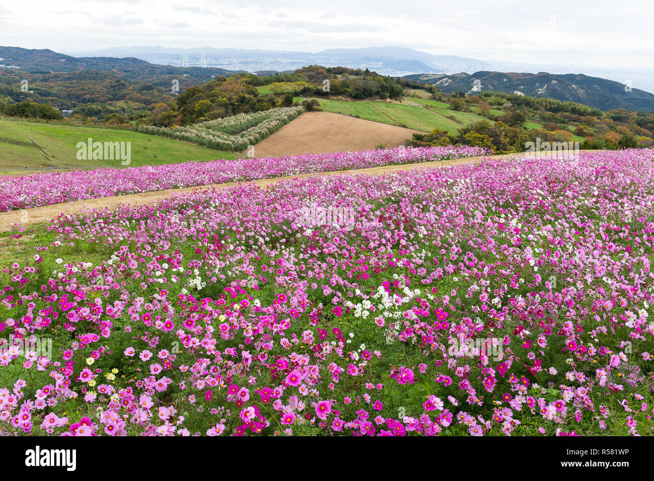 Cosmos flower farm Stock Photo - Alamy