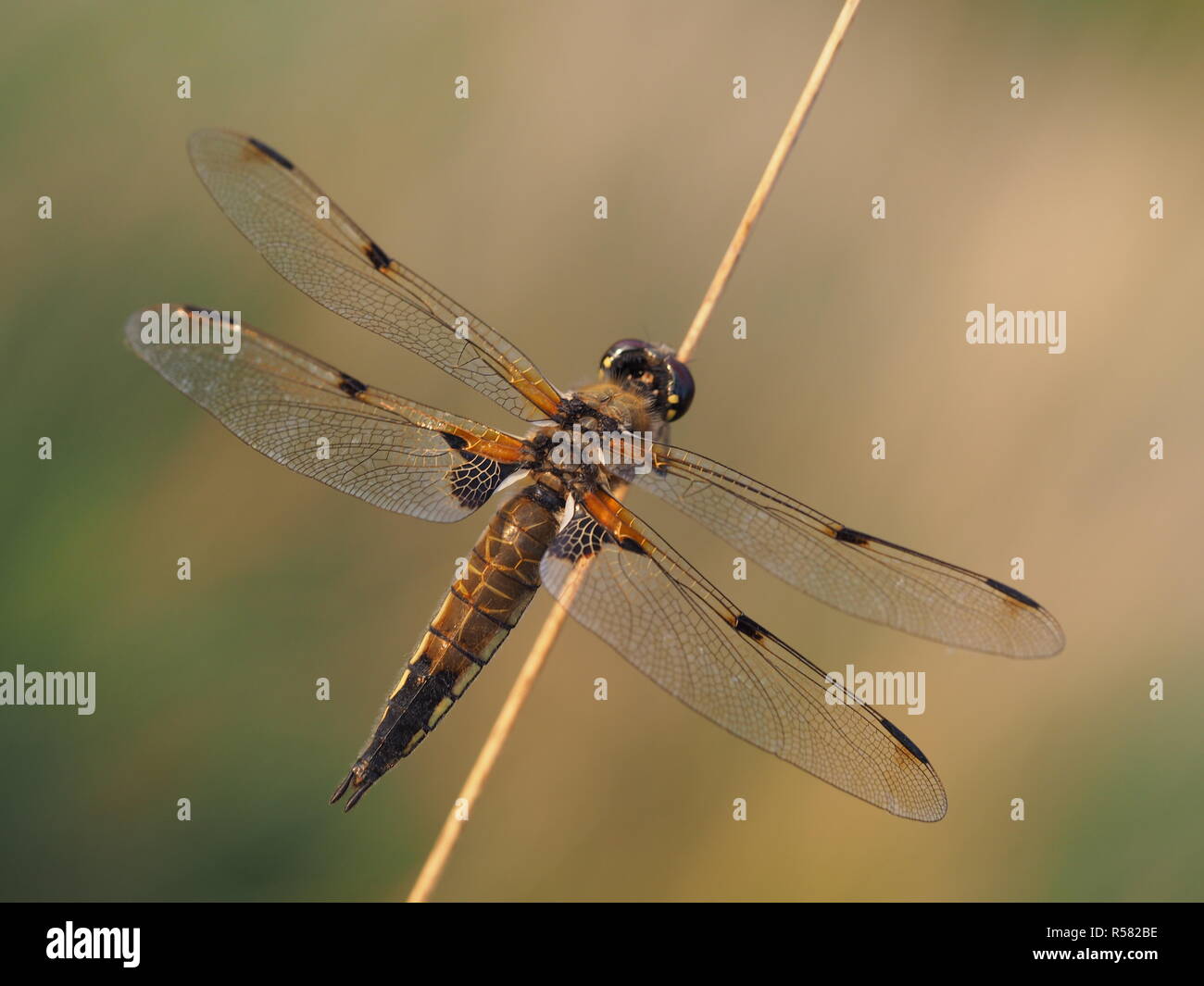 4 spots hi-res stock photography and images - Alamy