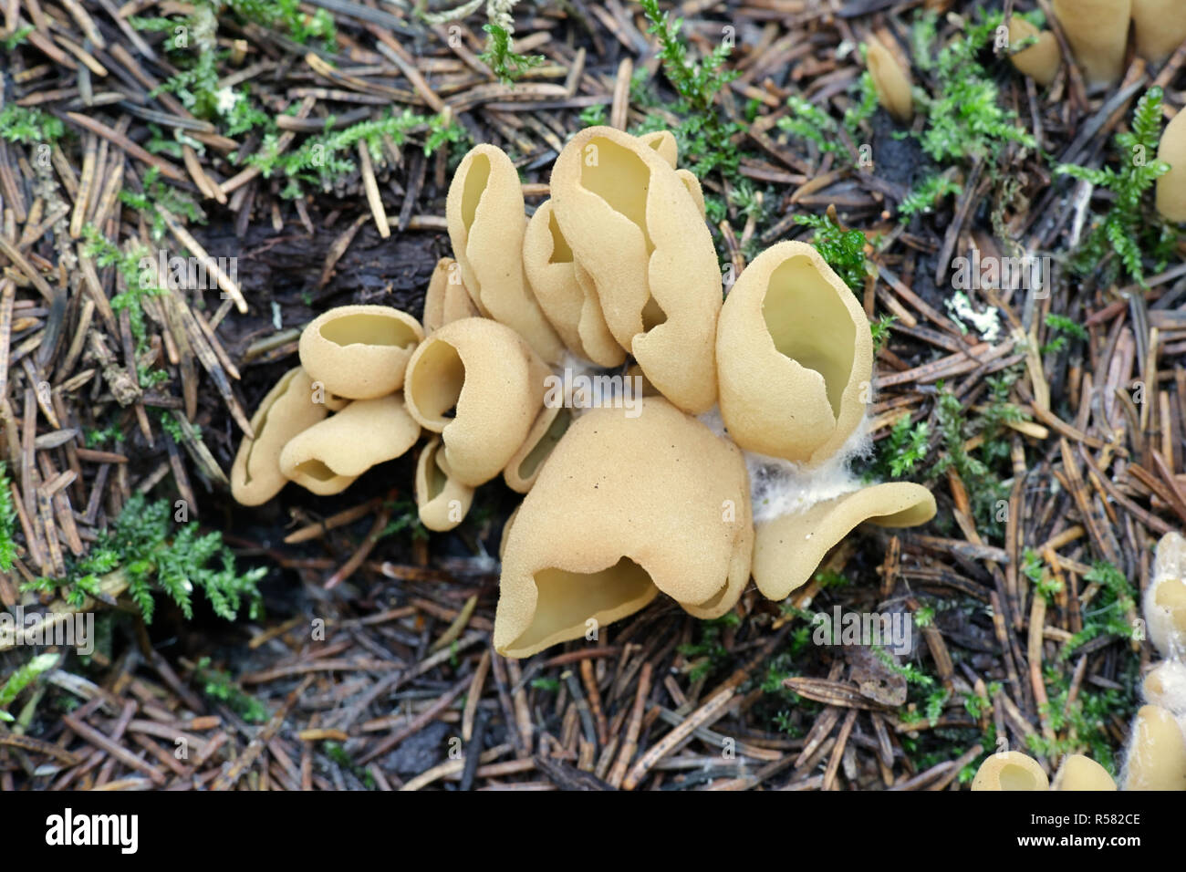 Split goblet or rabbit-ear cup fungus, Otidea tuomikoskii Stock Photo ...