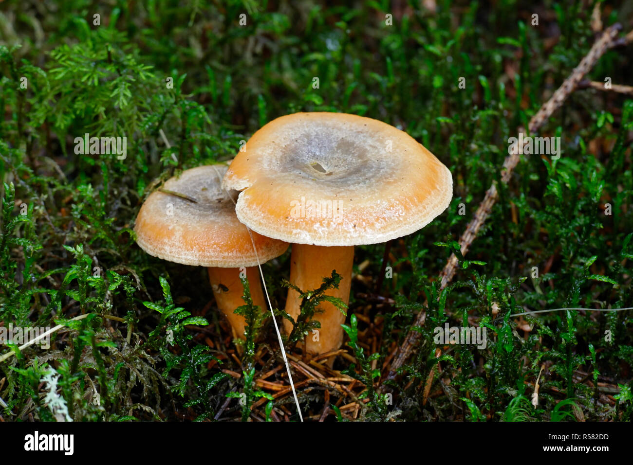 Lactarius deterrimus, also known as false saffron milkcap or orange ...