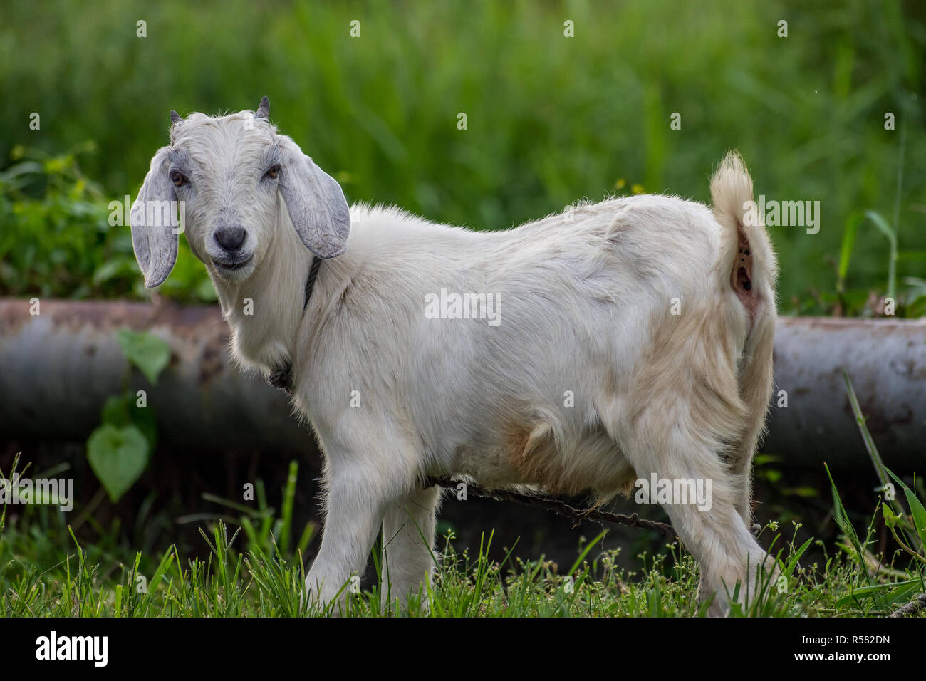 White young goat portrait hi-res stock photography and images - Alamy