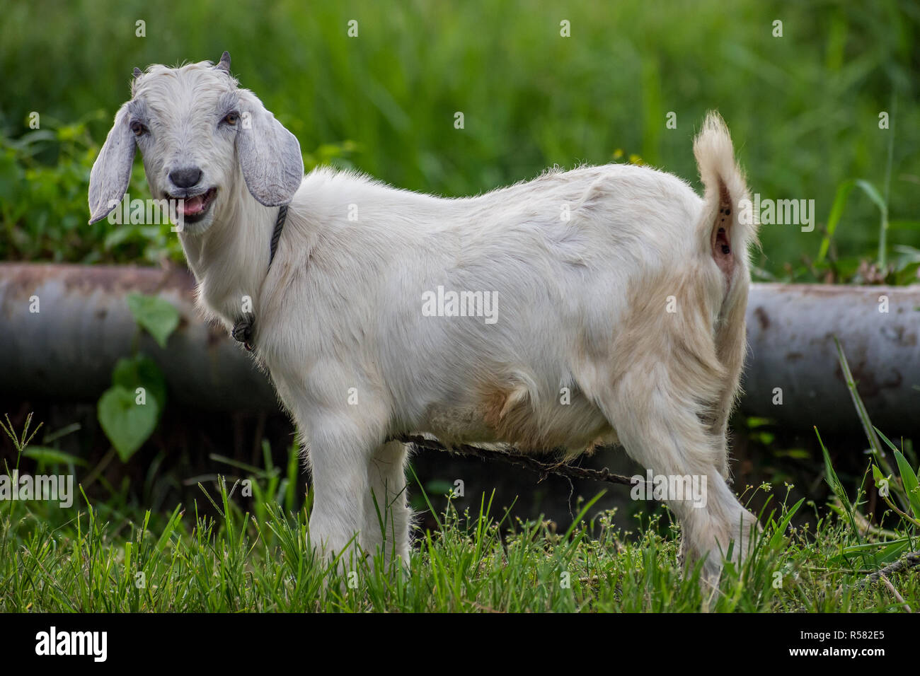 Young cute white goat portrait Stock Photo - Alamy