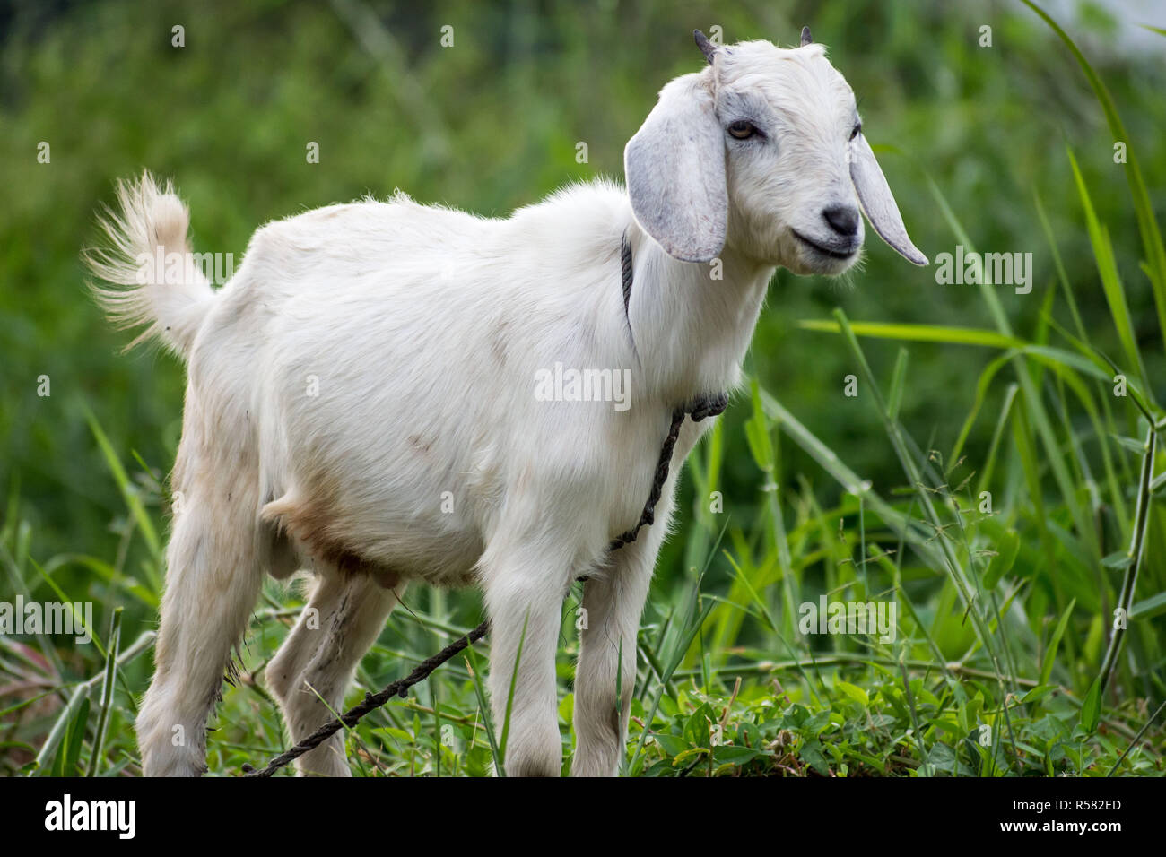 Young cute white goat portrait Stock Photo - Alamy