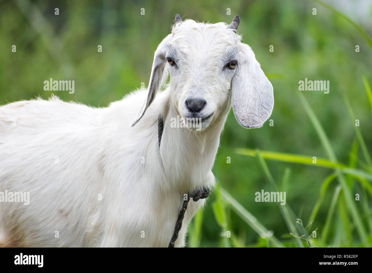 Young cute white goat portrait Stock Photo - Alamy