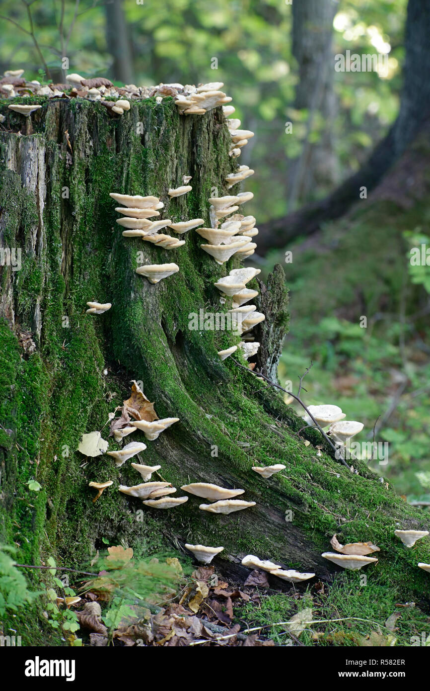 Heart rot fungus hi-res stock photography and images - Alamy