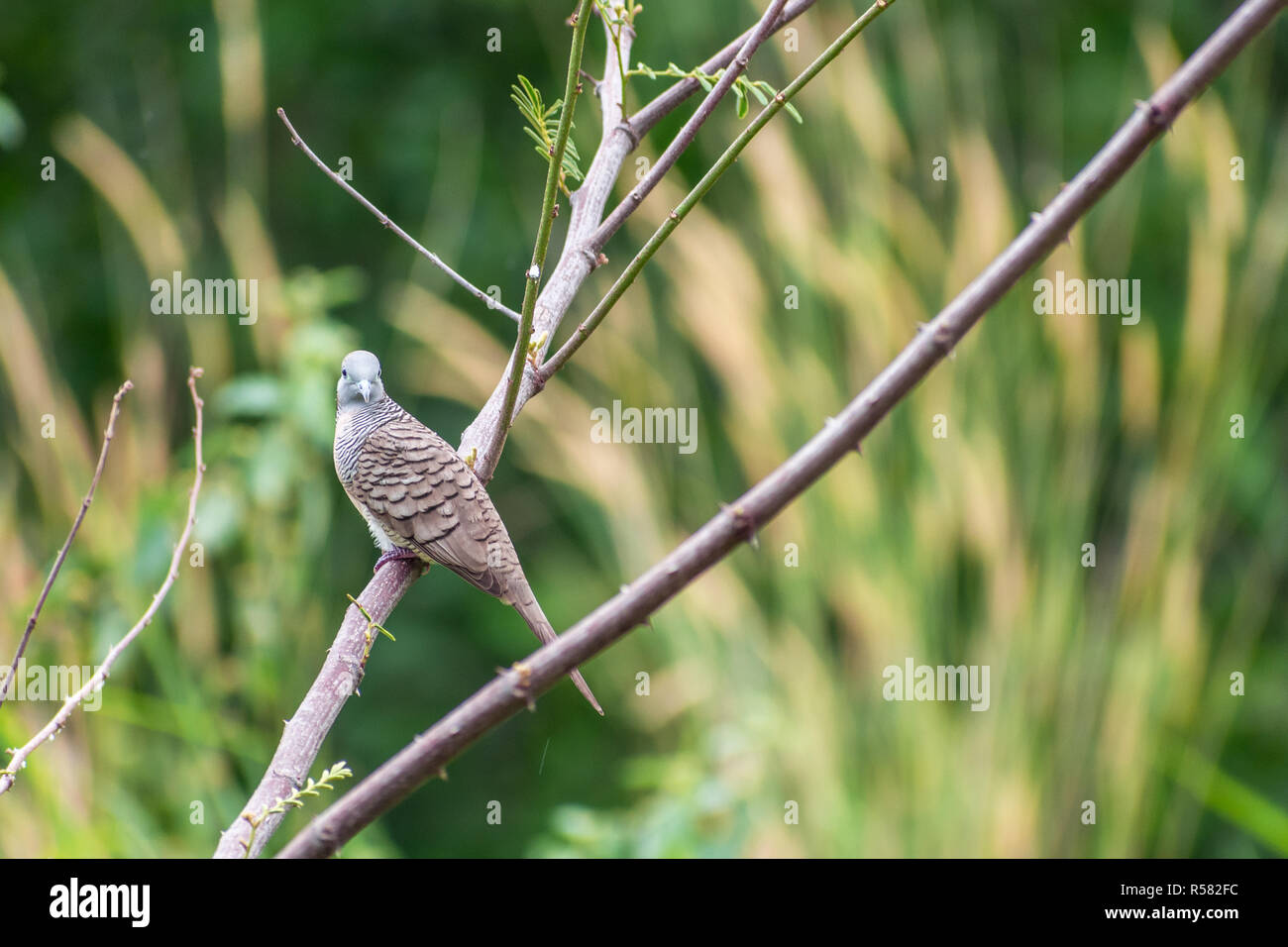 Branch outdoor hi-res stock photography and images - Alamy