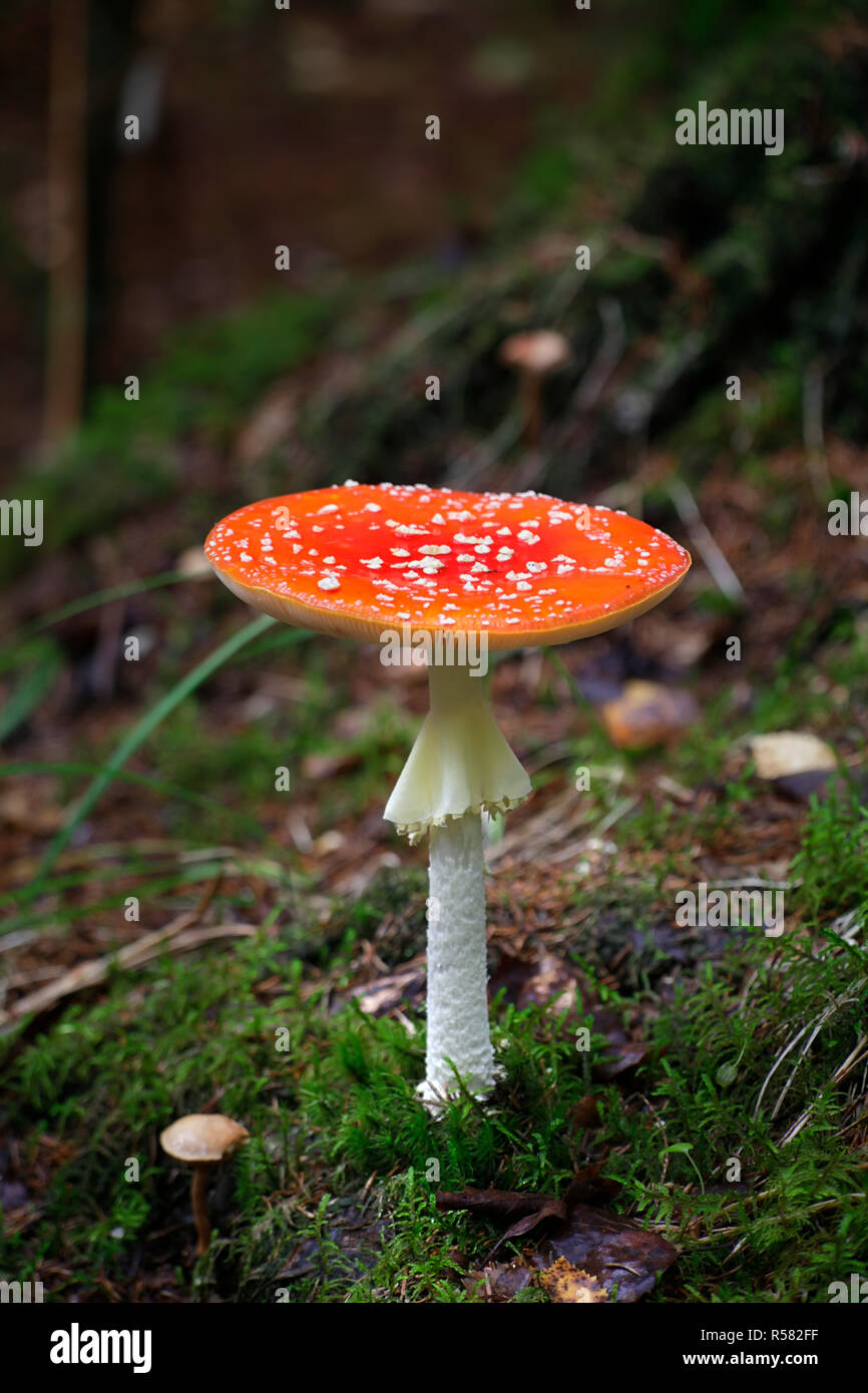 Poisonous fly agaric mushroom, Amanita muscaria, a hallucinogenic ...