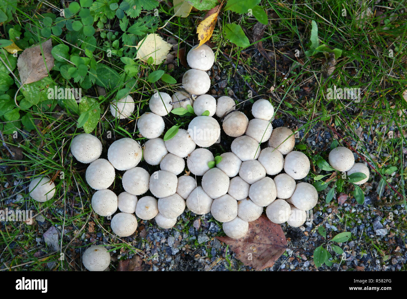 Lycoperdon pyriforme, commonly known as the pear-shaped puffball or ...