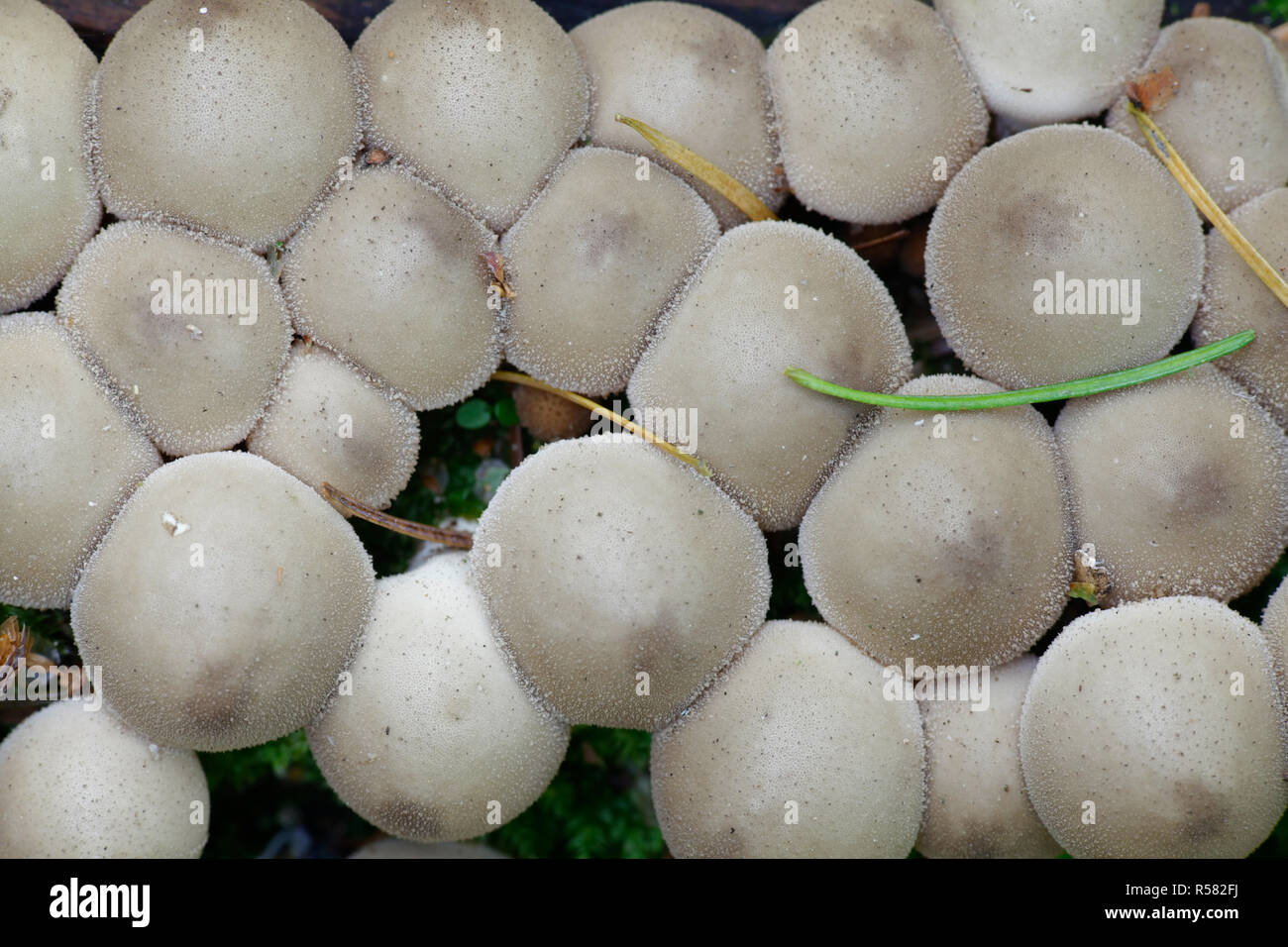 Lycoperdon pyriforme, commonly known as the pear-shaped puffball or ...
