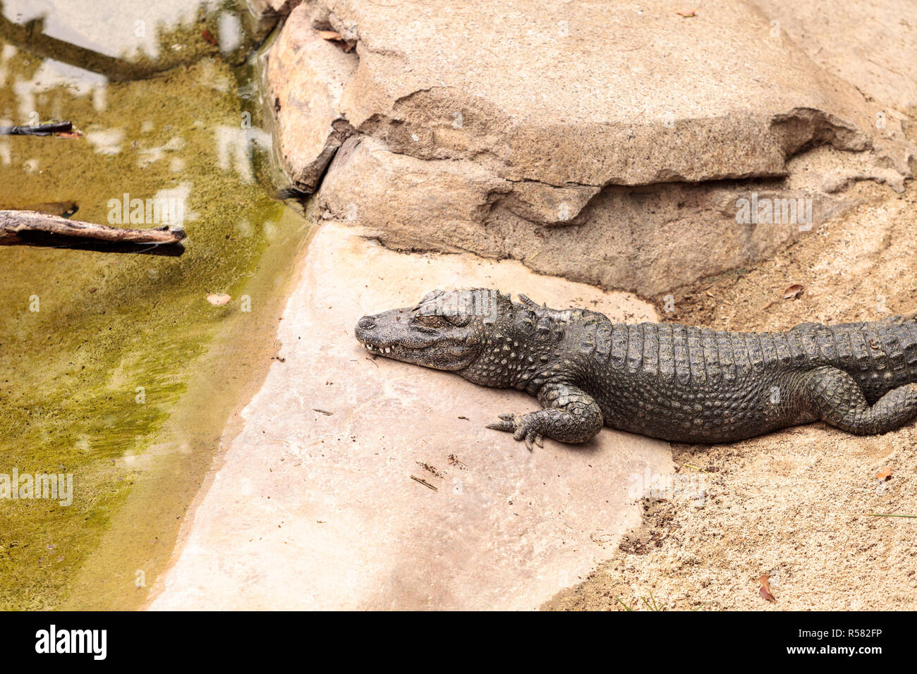 Chinese Alligator Alligator Sinensis Known High Resolution Stock ...
