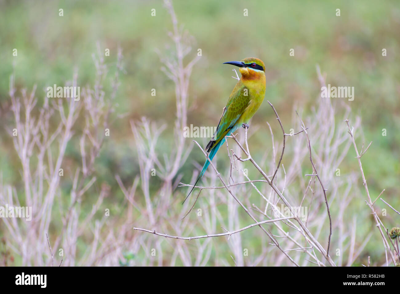 Blue tailed bee-eater (Merops philippinus) perching Stock Photo - Alamy