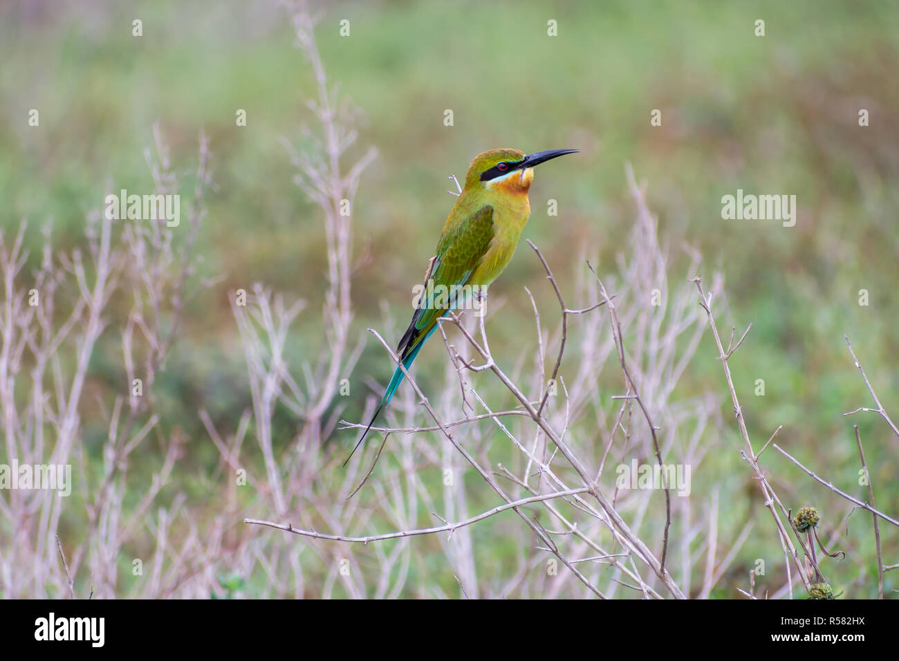 Blue tailed bee-eater (Merops philippinus) perching Stock Photo - Alamy