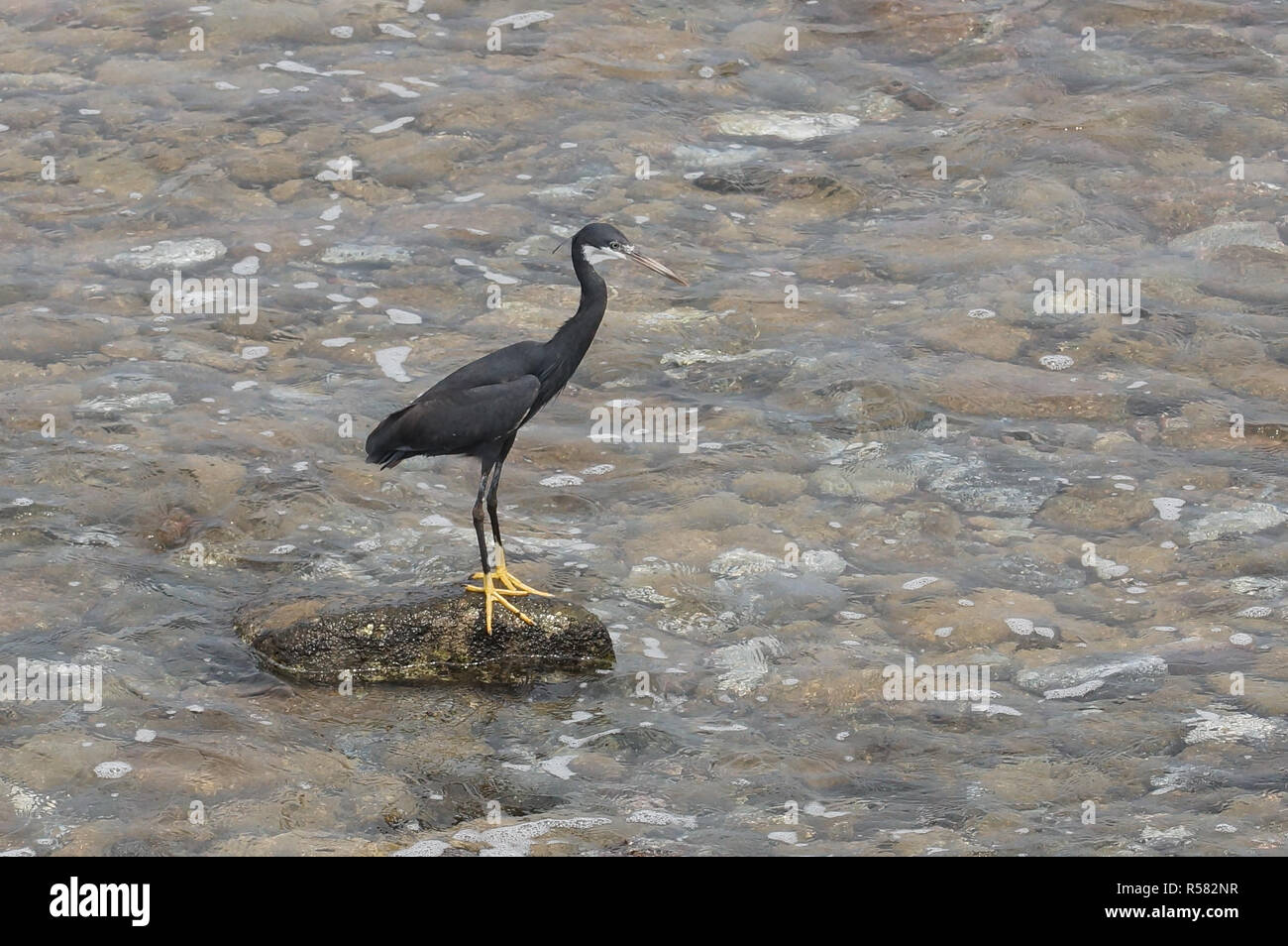 coaster,egretta gularis,sao tome and principe,africa Stock Photo - Alamy
