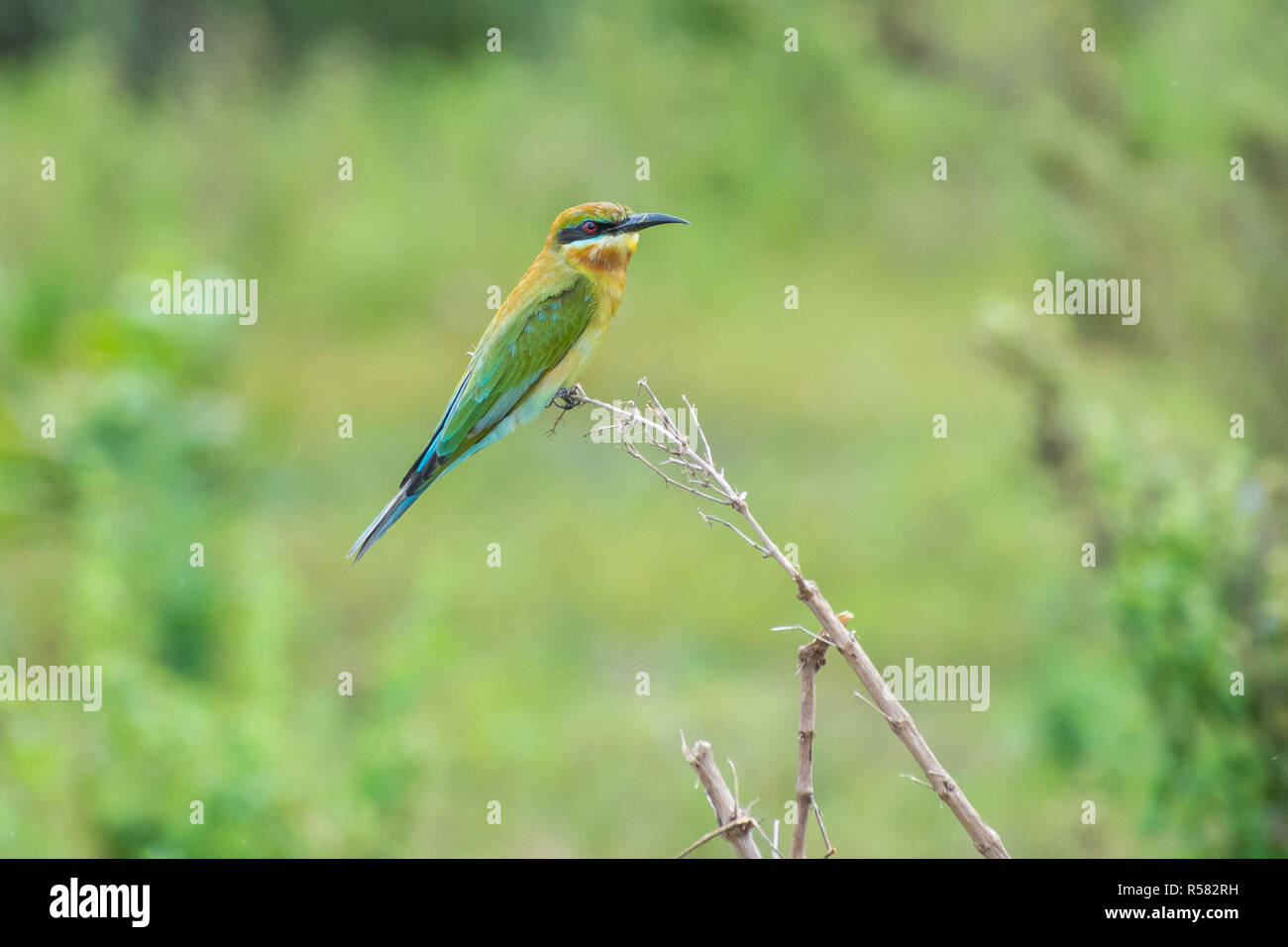 Blue tailed bee-eater (Merops philippinus) perching Stock Photo - Alamy