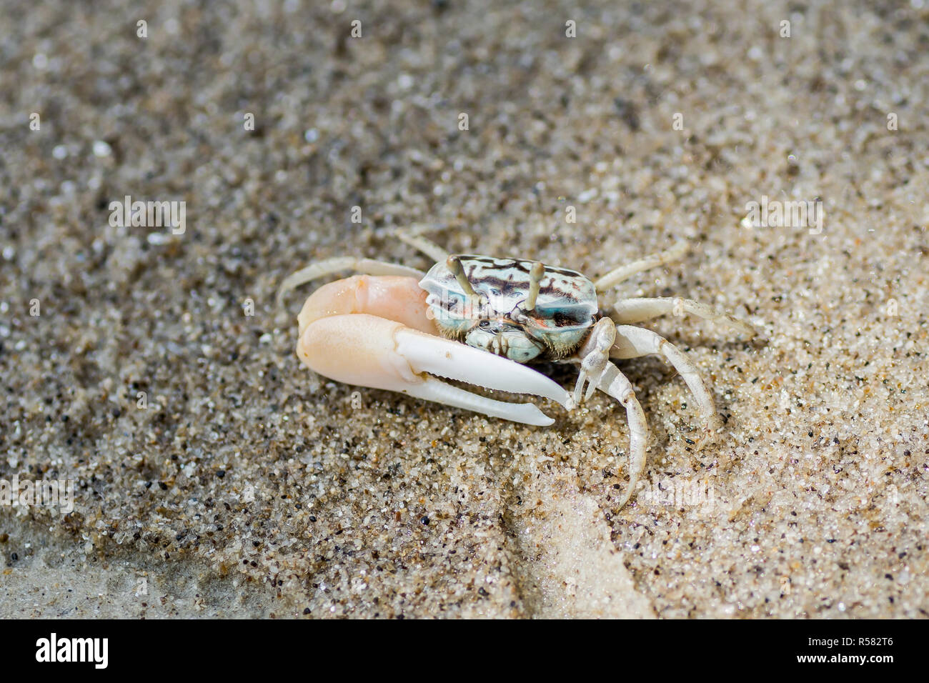 Beautiful crab on beach Stock Photo - Alamy
