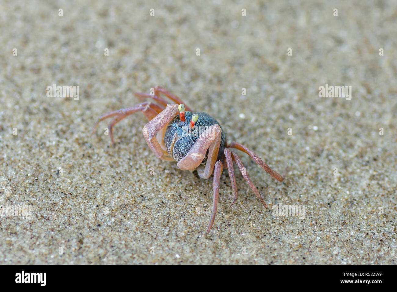little cute round crab on sand Stock Photo - Alamy